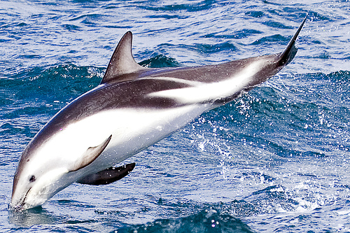 Dusky dolphin | Antarctic Guide